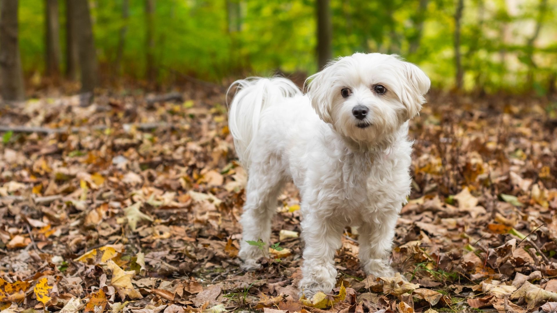 Payment Options For Vet Care | Two Rivers Pet Hospital